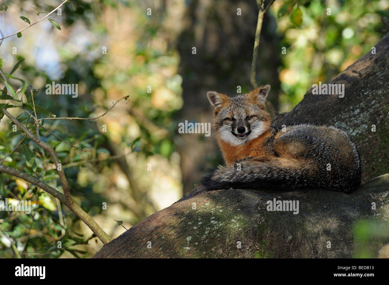 Grey fox, Urocyon cinereoargenteus, Lake Bradford, Florida (captive ...