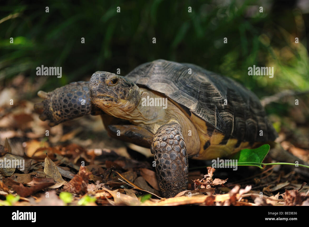 Gopher tortoise, Gopherus polyphemus, Florida, captive Stock Photo - Alamy