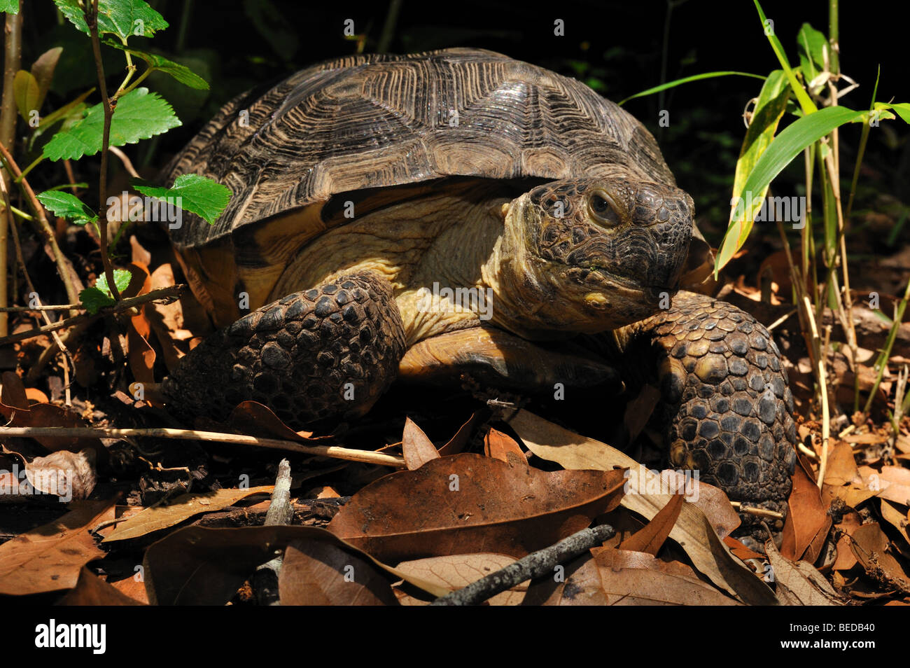 Gopher tortoise, Gopherus polyphemus, Florida, captive Stock Photo - Alamy