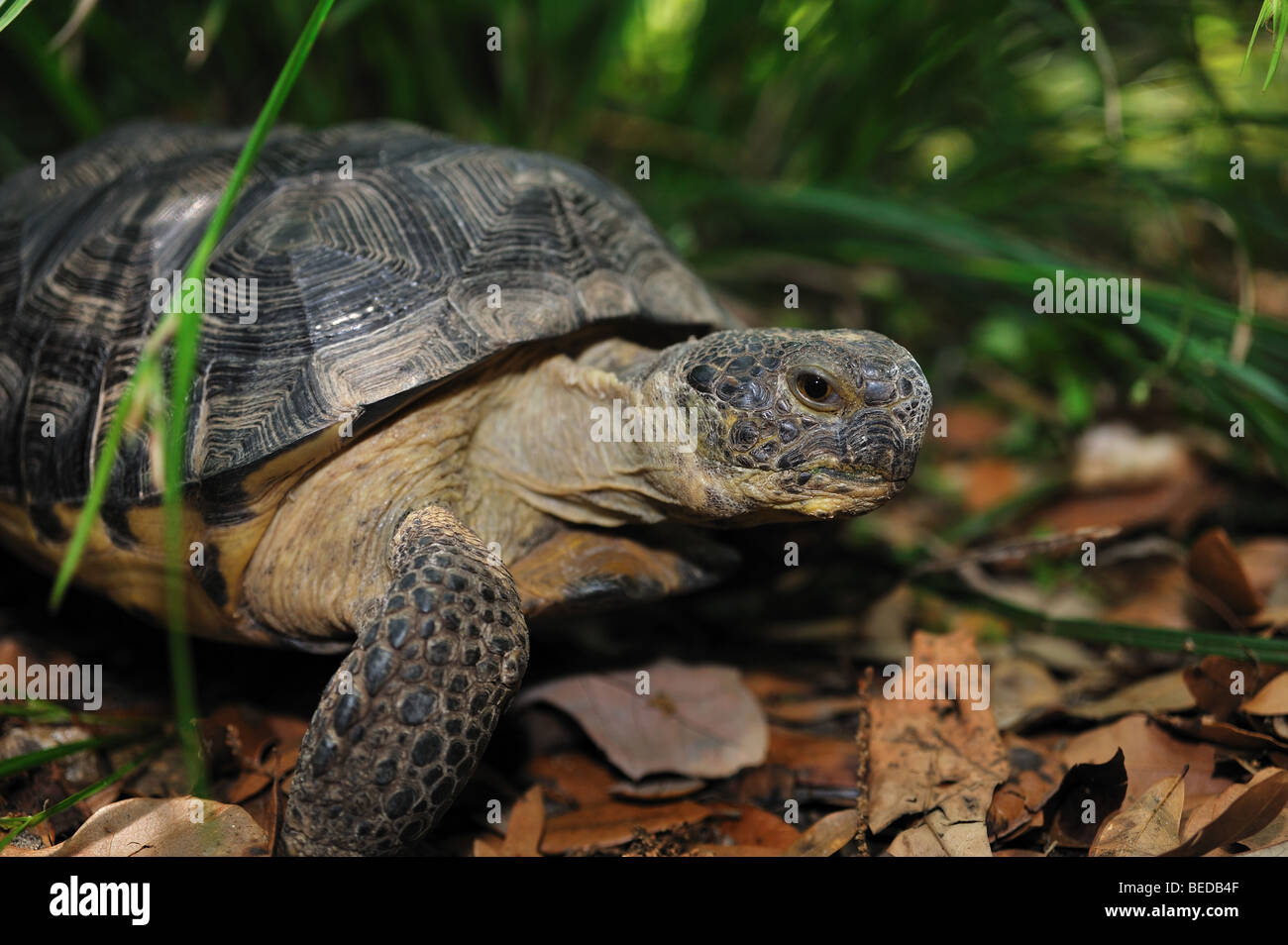 Gopher tortoise, Gopherus polyphemus, Florida, captive Stock Photo - Alamy