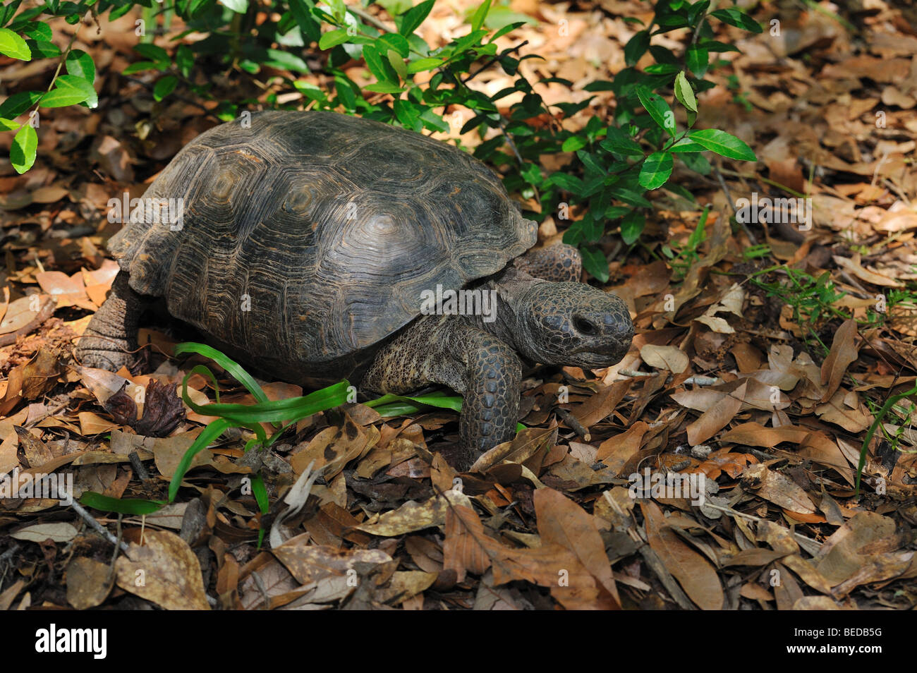 Gopher tortoise, Gopherus polyphemus, Florida, captive Stock Photo - Alamy