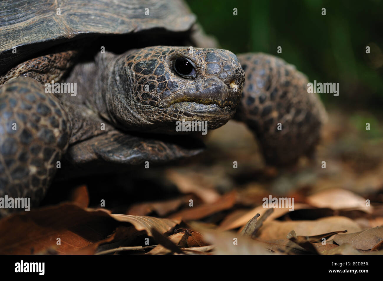Gopher tortoise, Gopherus polyphemus, Florida, captive Stock Photo - Alamy