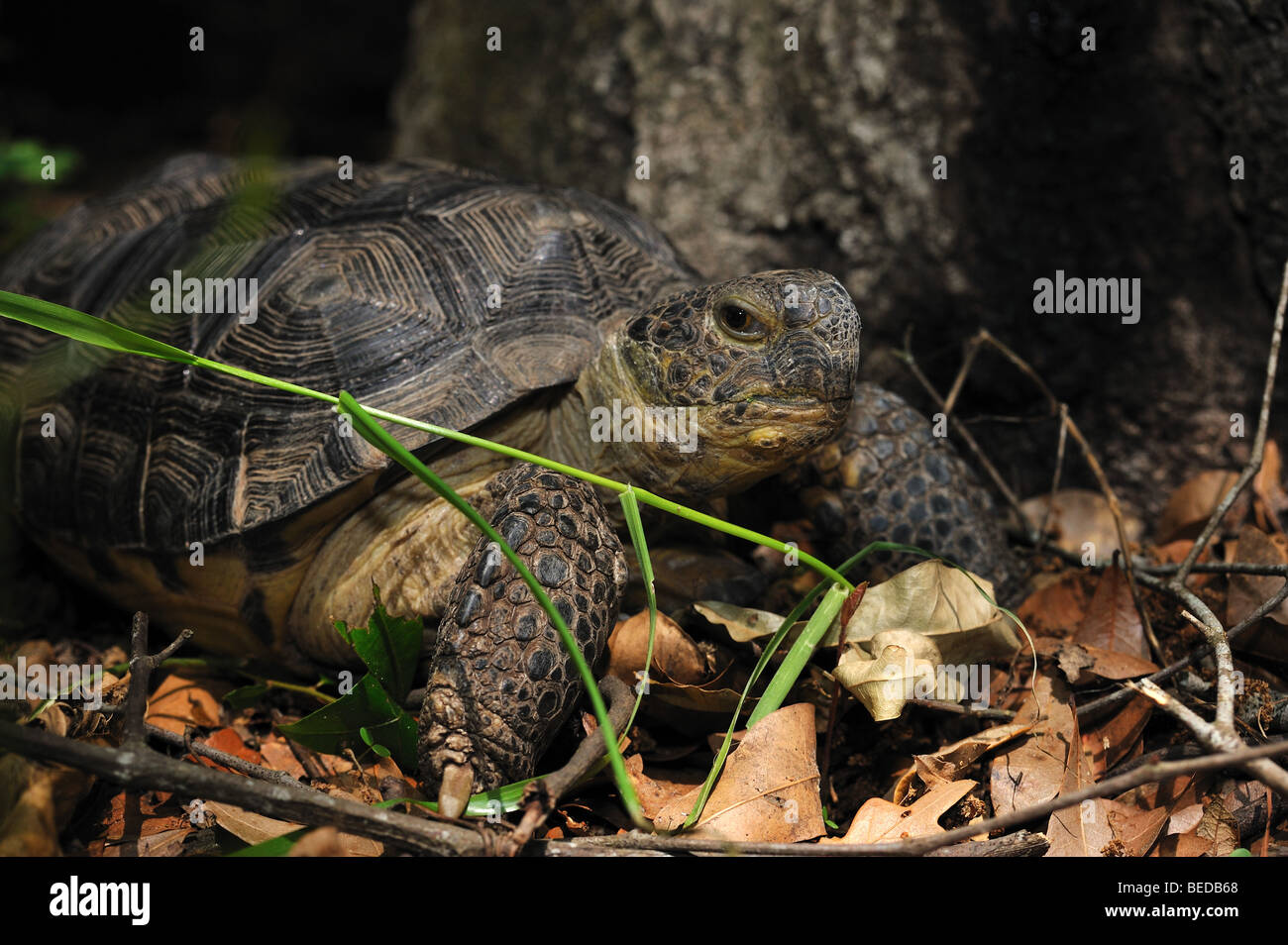 Gopher tortoise, Gopherus polyphemus, Florida, captive Stock Photo - Alamy