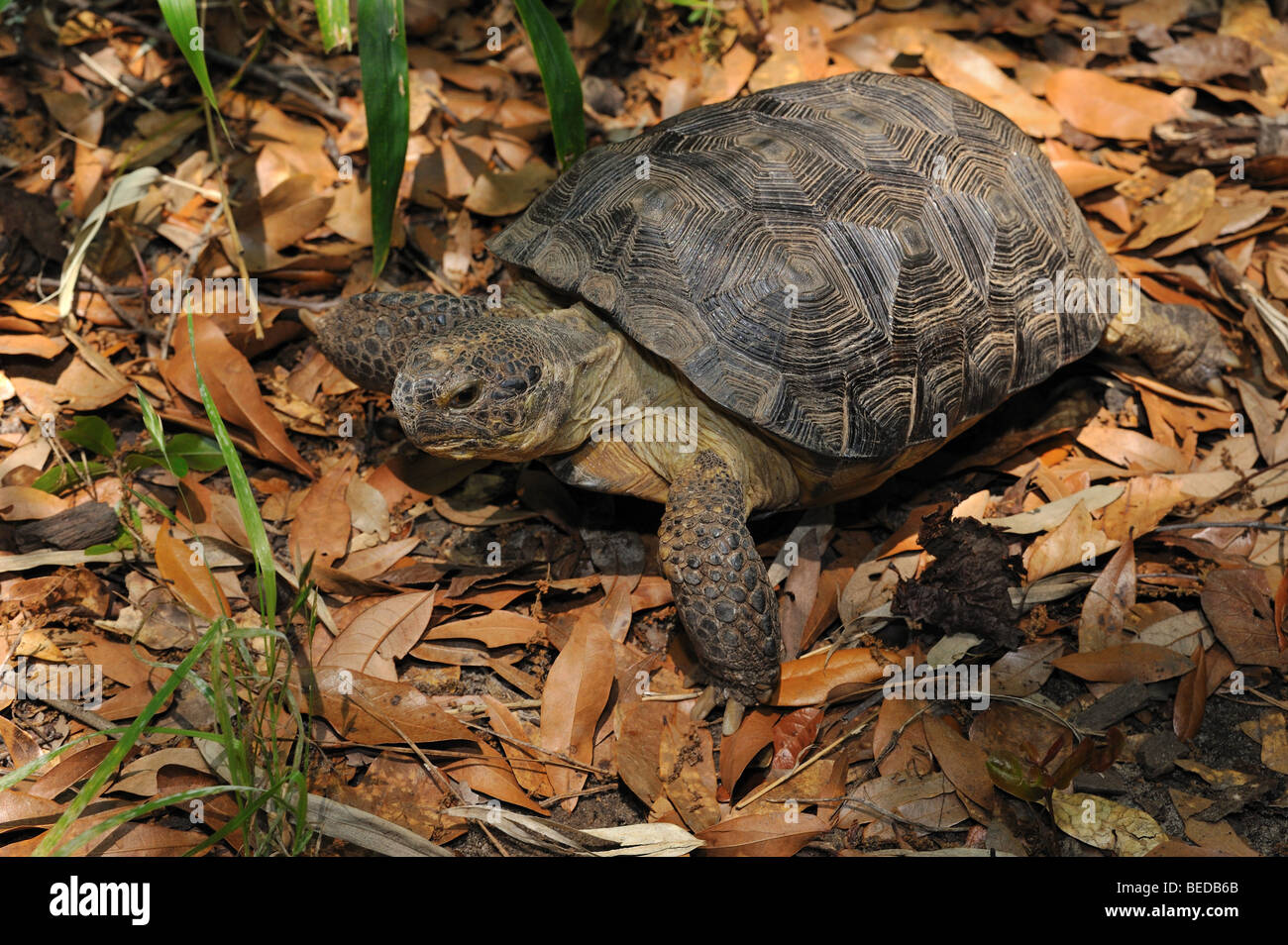 Gopher tortoise, Gopherus polyphemus, Florida, captive Stock Photo - Alamy