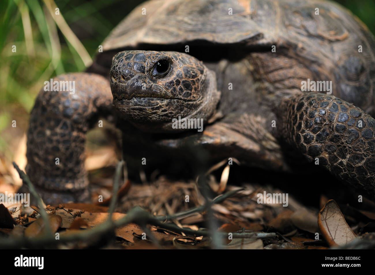 Gopher tortoise, Gopherus polyphemus, Florida, captive Stock Photo - Alamy