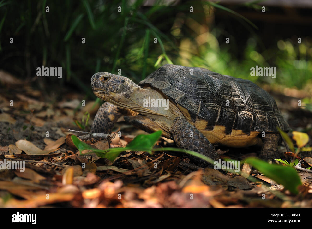 Gopher tortoise, Gopherus polyphemus, Florida, captive Stock Photo - Alamy