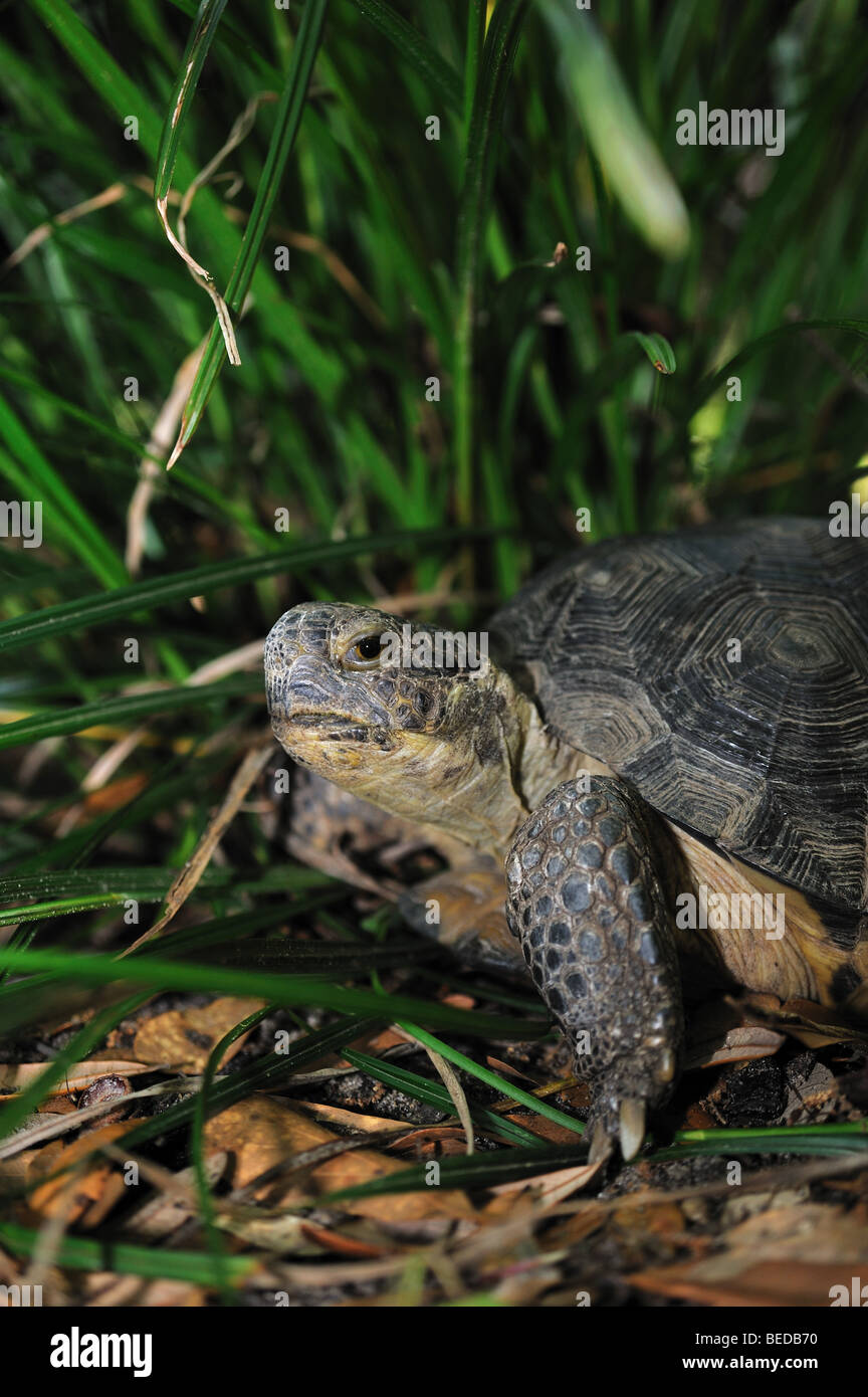 Gopher tortoise, Gopherus polyphemus, Florida, captive Stock Photo - Alamy