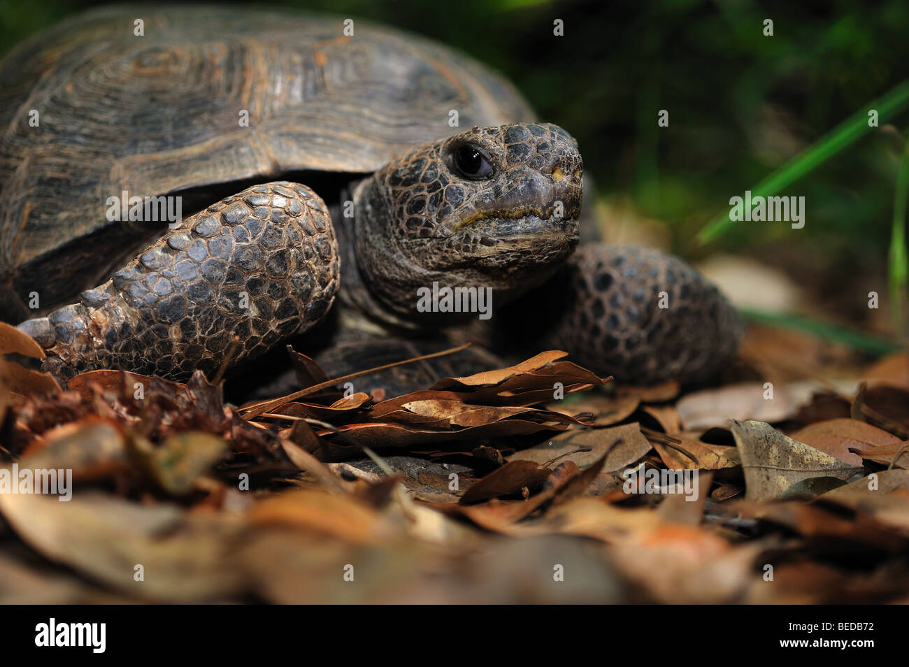 Gopher tortoise, Gopherus polyphemus, Florida, captive Stock Photo - Alamy