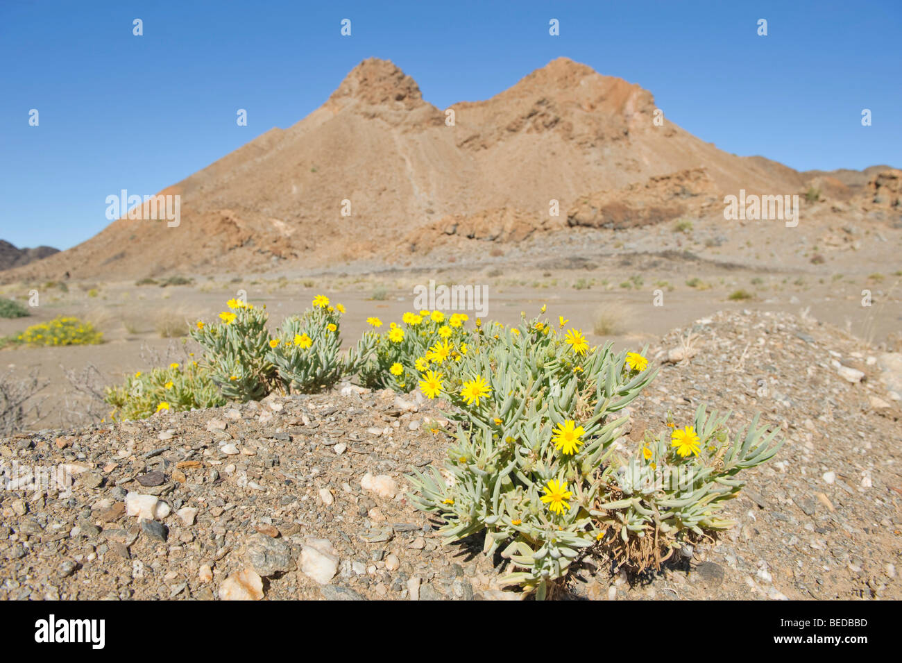 Coastal Gazania (Gazania rigens) near Rosh Pinah, Namibia, Africa Stock ...