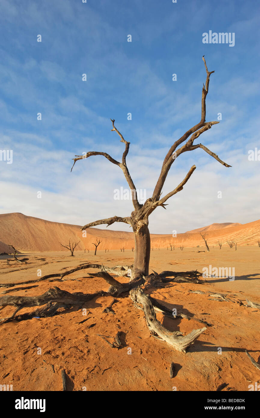 Dead Camel Thorn Tree (Acacia erioloba) at the Dead Vlei in the Namib ...