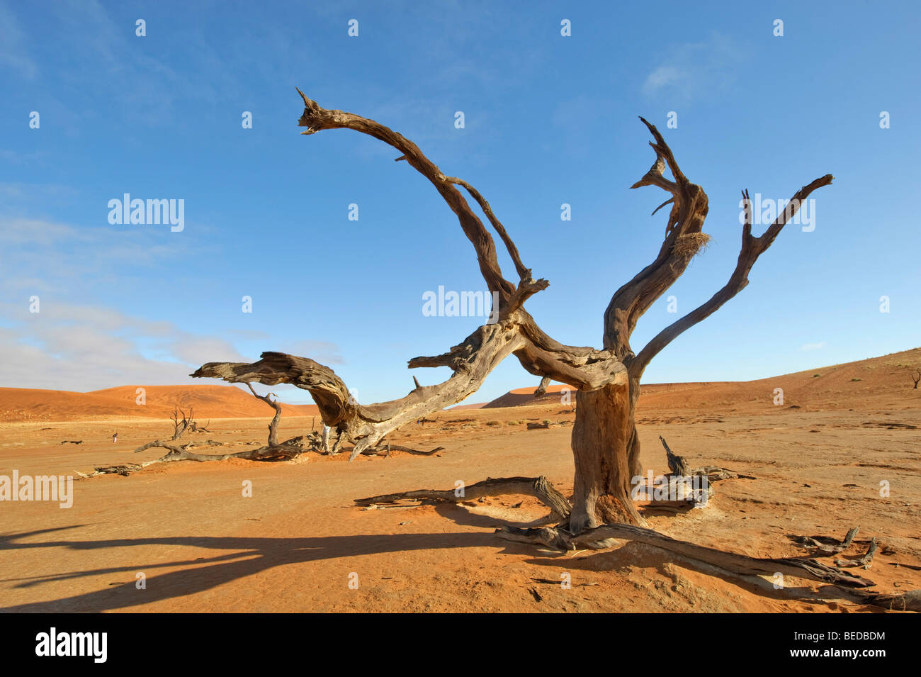 Camel thorn tree hi-res stock photography and images - Alamy