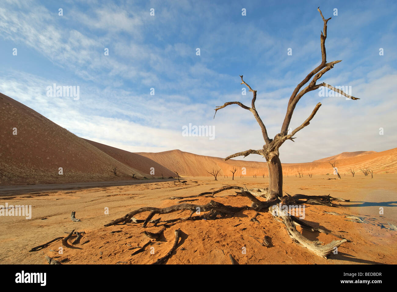 Dead thorn tree hi-res stock photography and images - Alamy