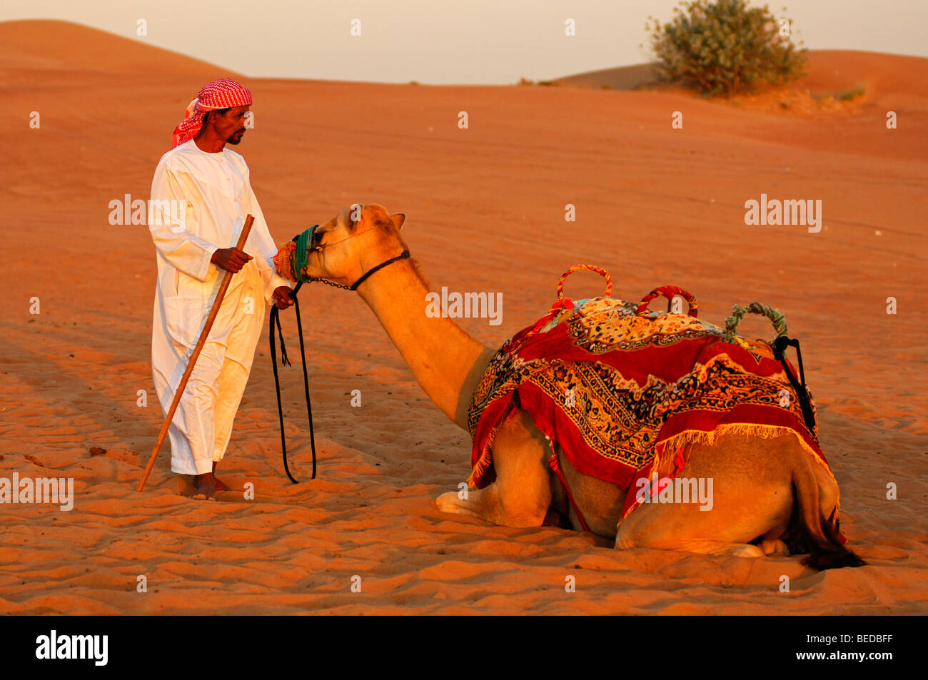 Camel guide and camel waiting for tourists, Dubai, United Arab Emirates ...