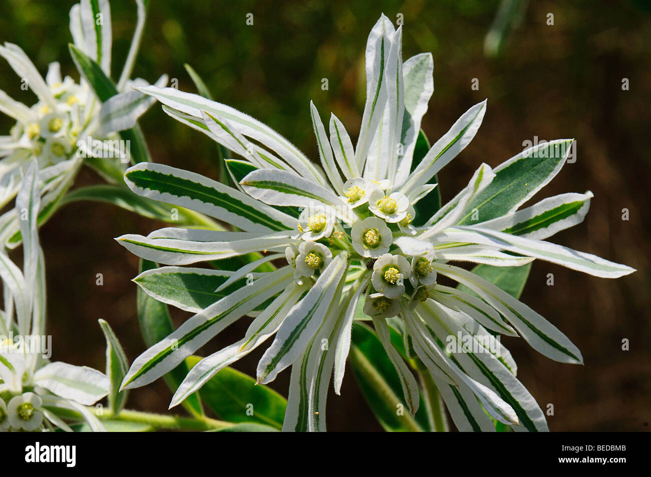 Snow on the prairie Stock Photo - Alamy