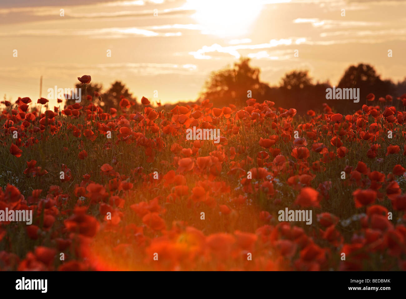 Corn or Field Poppy (Papaver rhoeas), field, sun, clouds Stock Photo ...