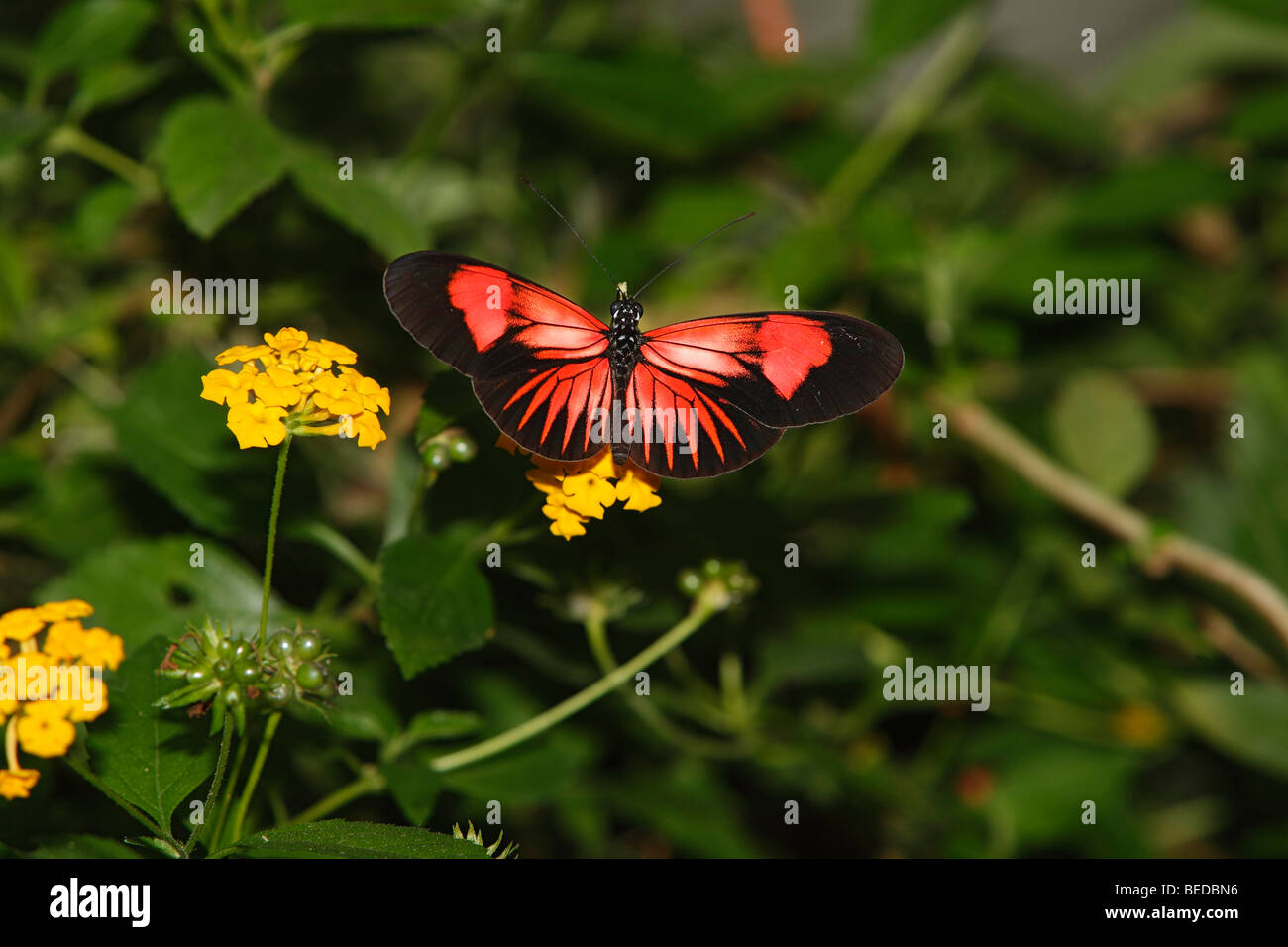 Postman butterfly heliconius melpomene hi-res stock photography and ...
