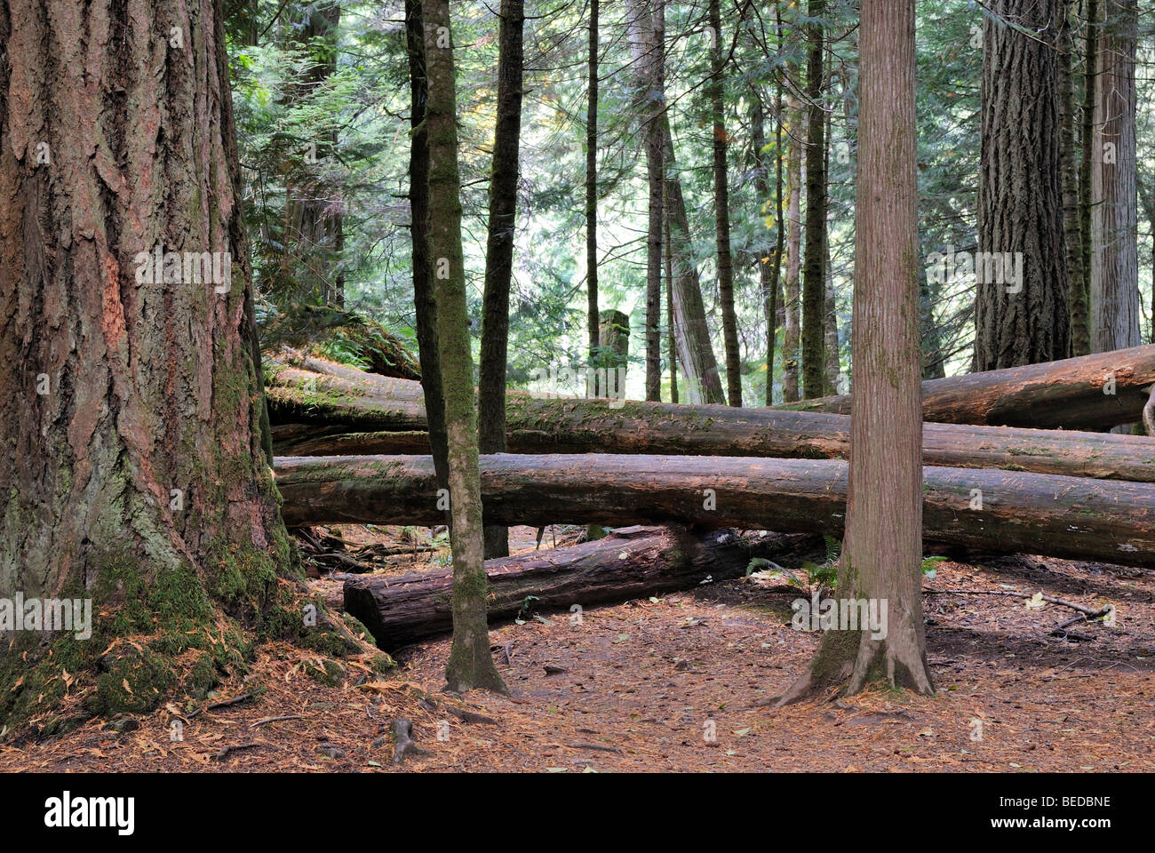Tree rainforest rainforests hi-res stock photography and images - Alamy