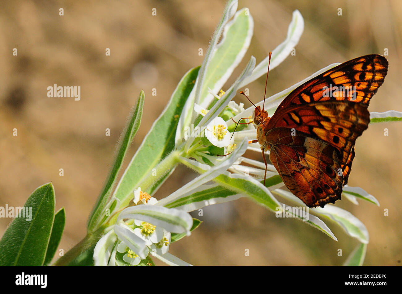 Variegated Fritillary feeding on a Snow on the prairie Stock Photo - Alamy