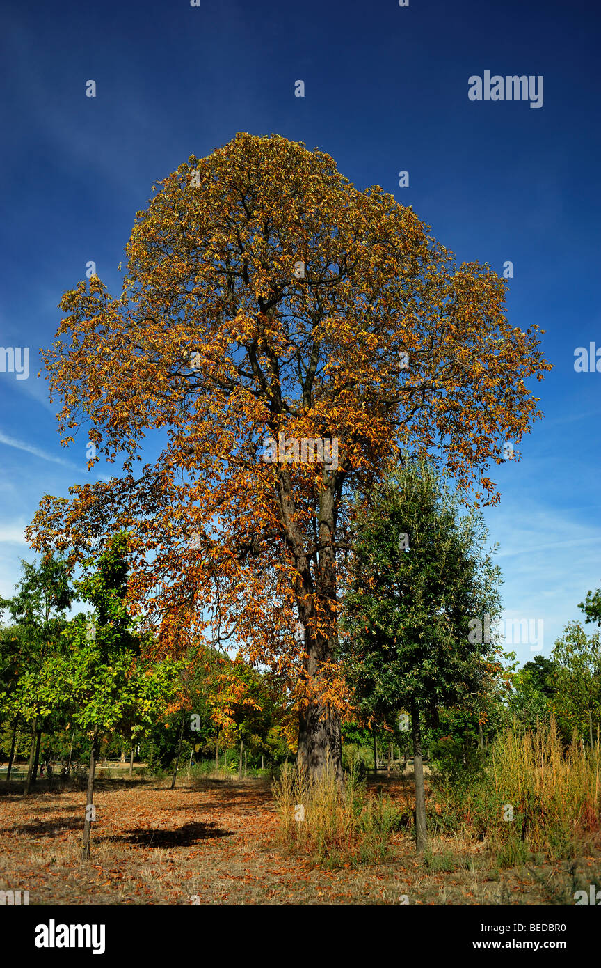 Paris, France - Tall Tree in Urban Park, Garden, Autumn Scenic Stock ...