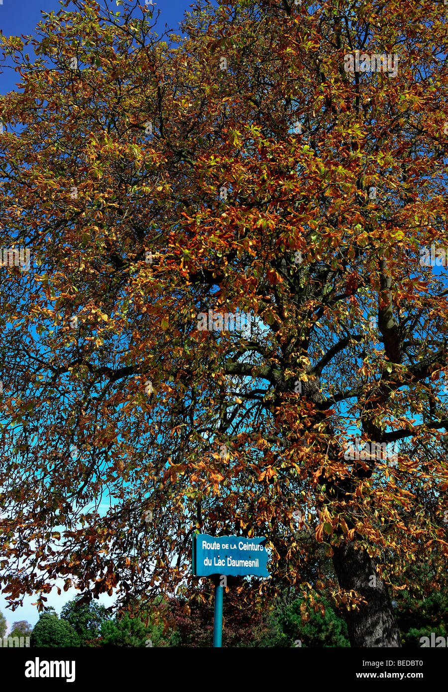Chestnut tree in paris france hi-res stock photography and images - Alamy
