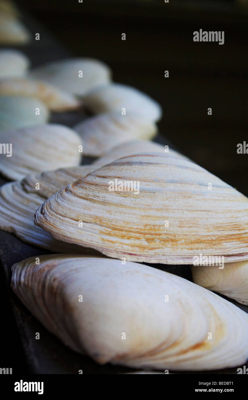 Clam shells hi-res stock photography and images - Alamy