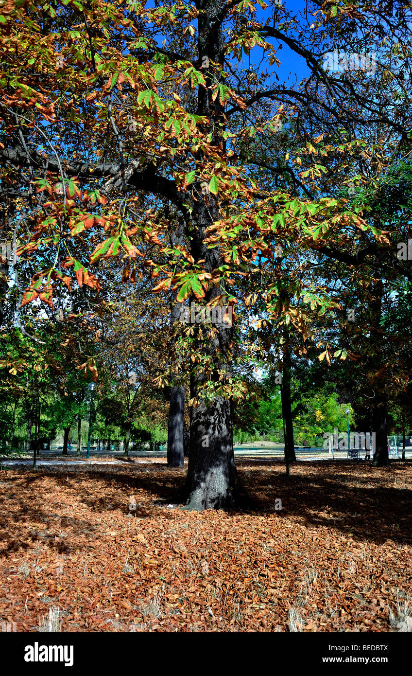 Chestnut tree in paris france hi-res stock photography and images - Alamy