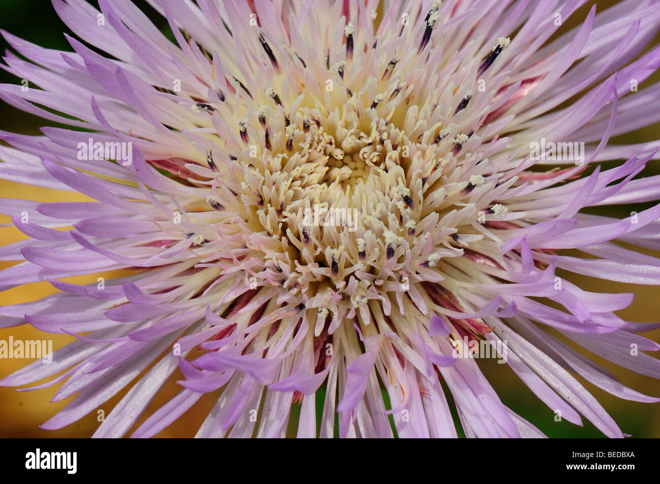 Centaurea americana hi-res stock photography and images - Alamy
