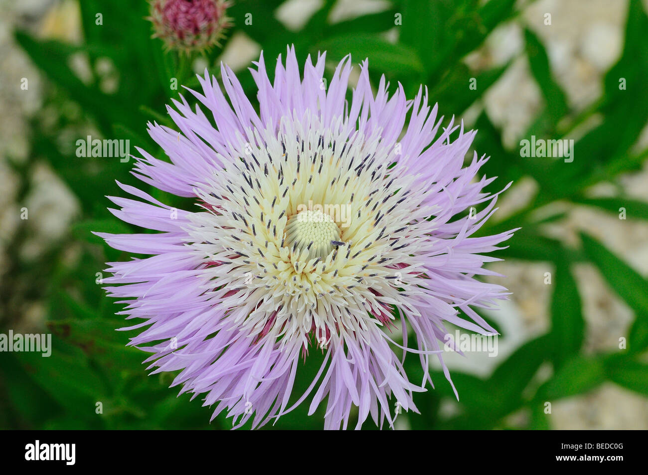 Centaurea americana hi-res stock photography and images - Alamy
