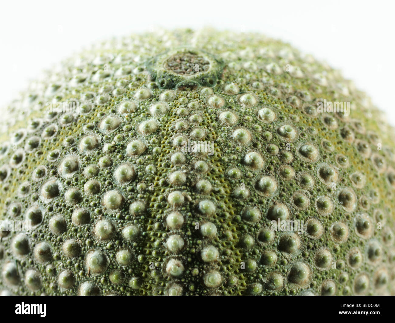 Seeigel Skelett High Resolution Stock Photography and Images - Alamy