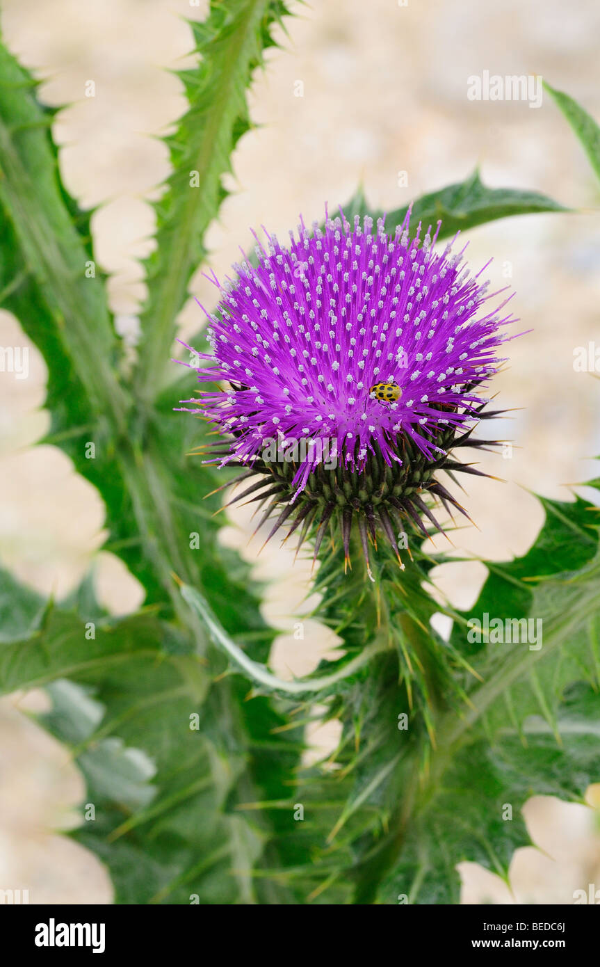 Cottonthistle High Resolution Stock Photography and Images - Alamy
