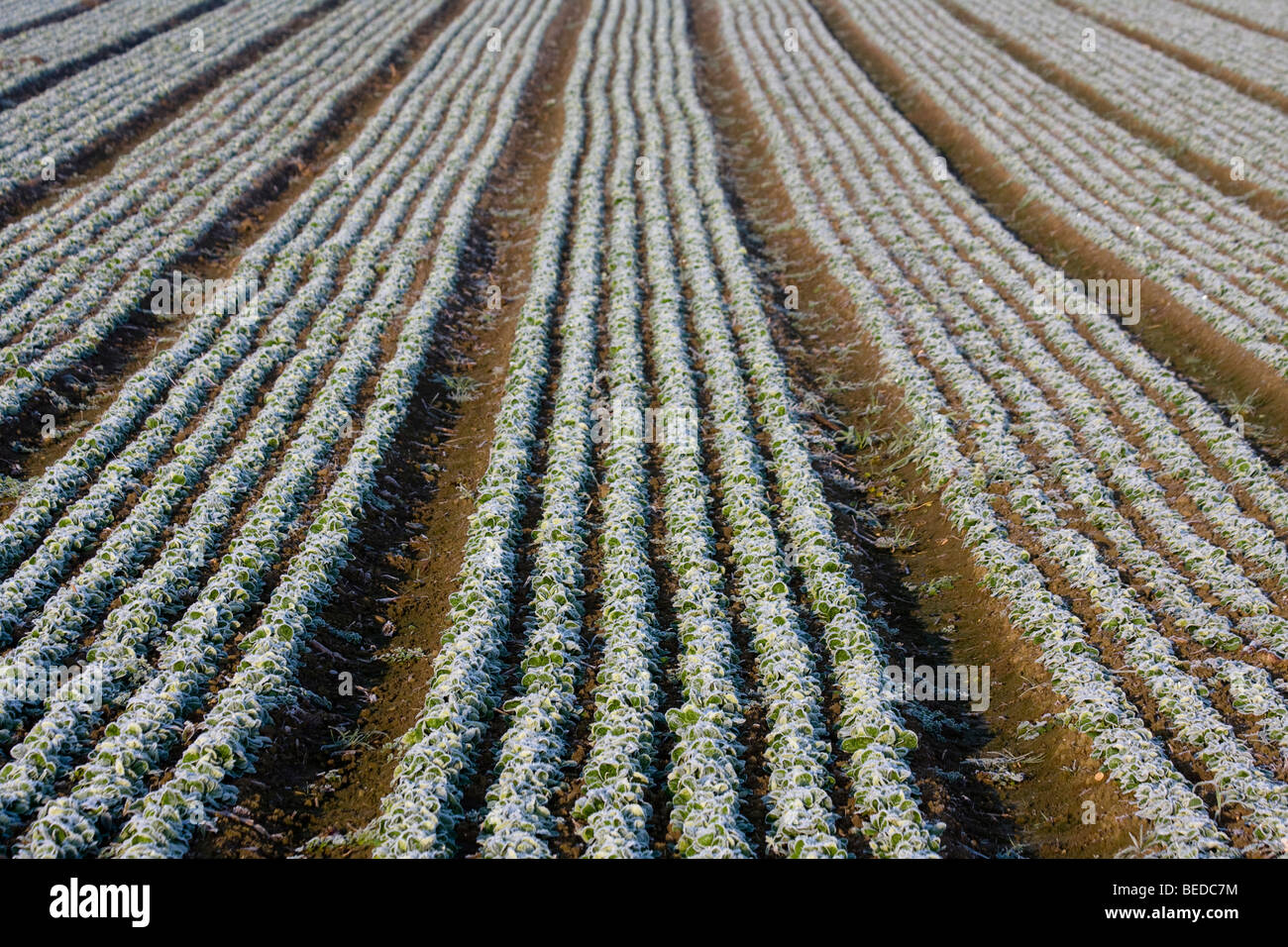 Field frost farming hi-res stock photography and images - Alamy