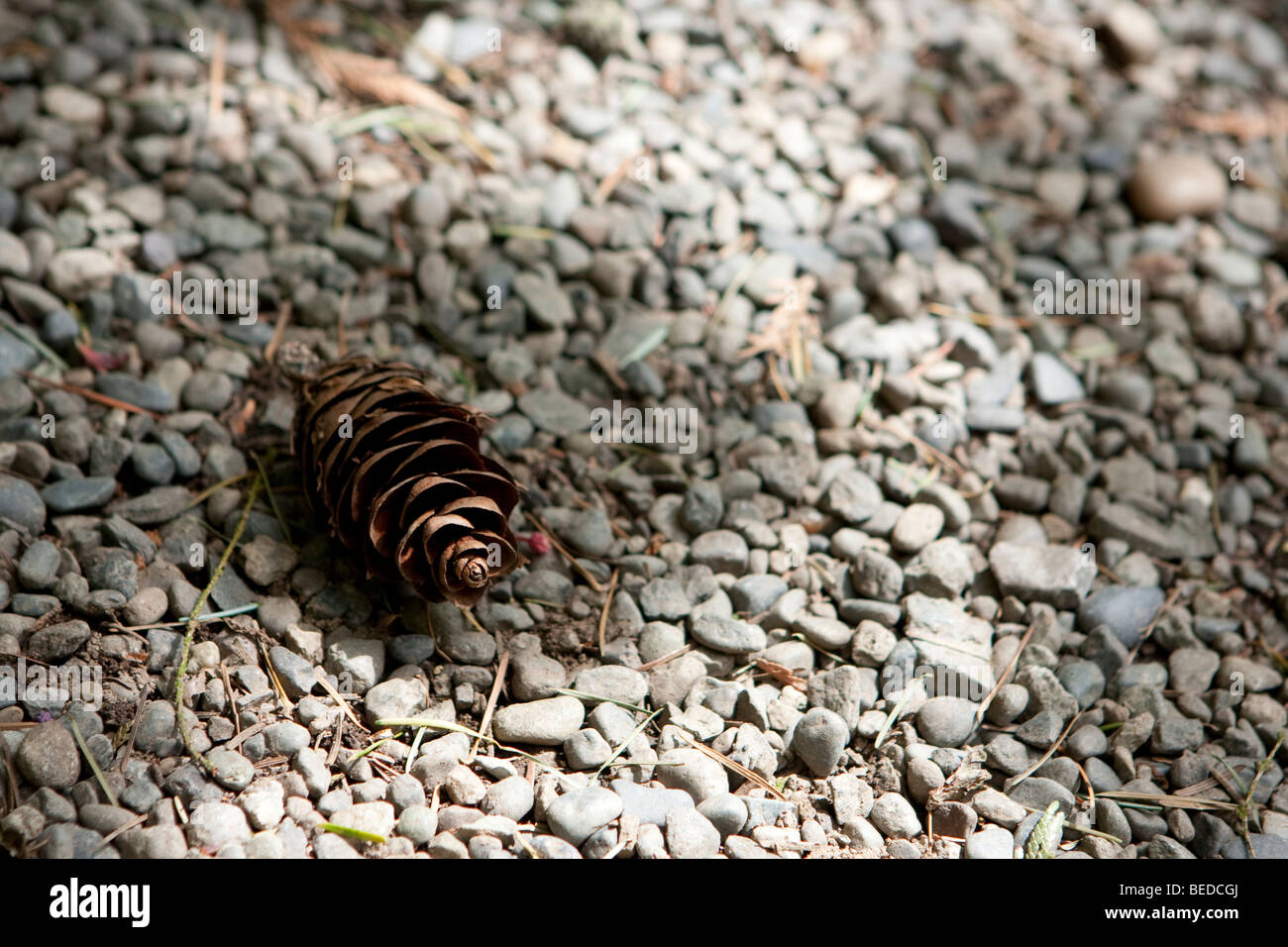 Acorn on the ground Stock Photo - Alamy
