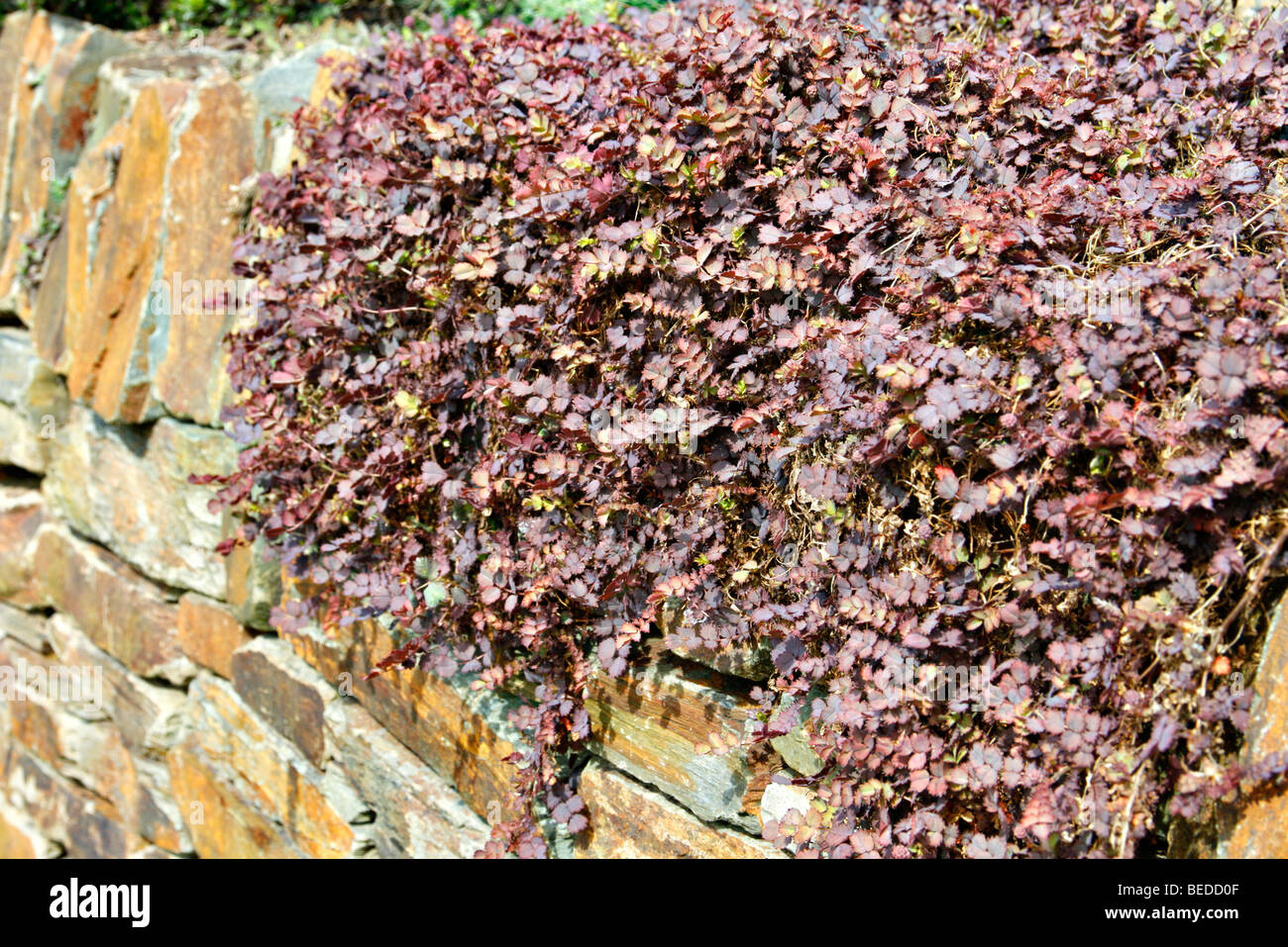 Acaena High Resolution Stock Photography and Images - Alamy