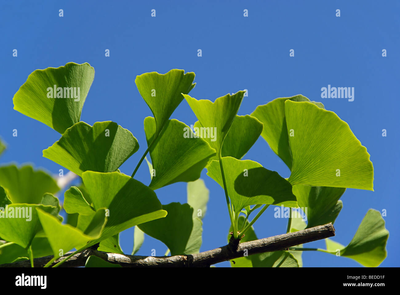 Ginkgo Baum High Resolution Stock Photography and Images - Alamy