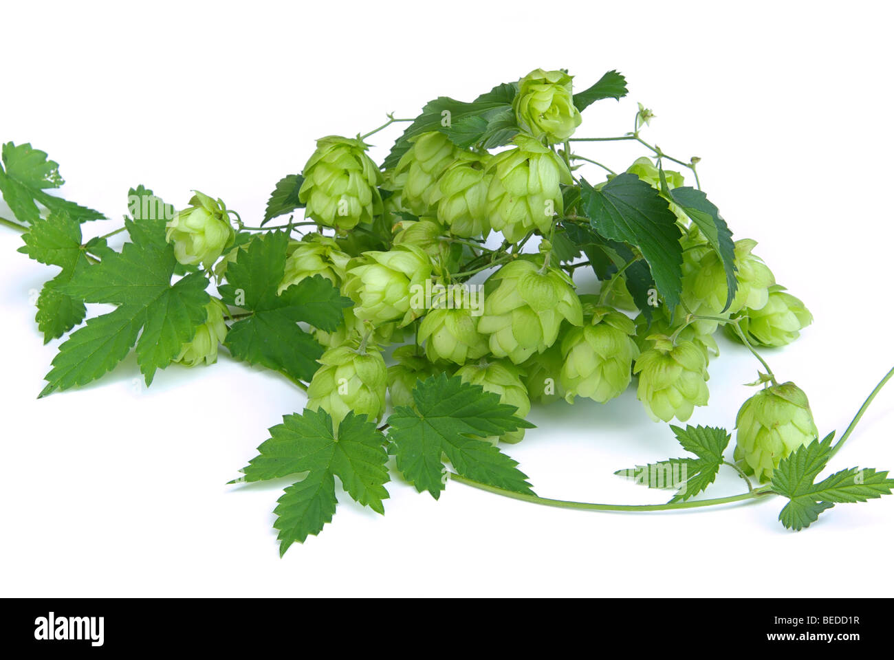 Hop leaves hi-res stock photography and images - Alamy