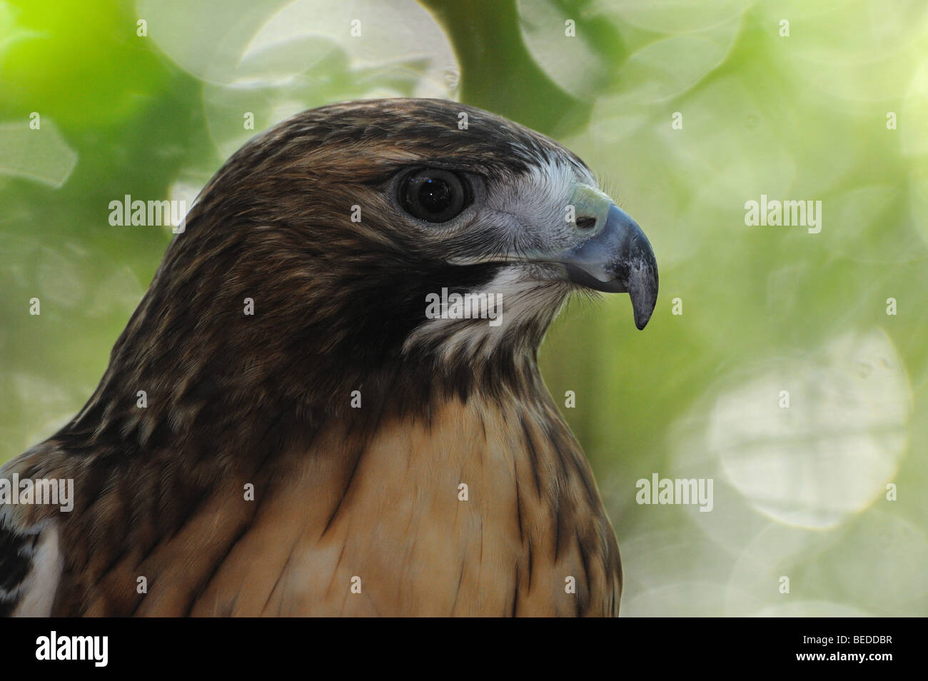 Red-tailed hawk, Buteo jamaicensis, Florida, captive Stock Photo - Alamy