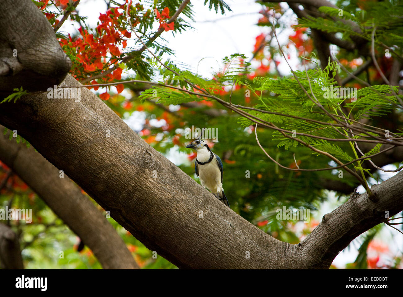 White-throated Magpie-Jay (Calocitta formosa) in a Poinciana tree at ...