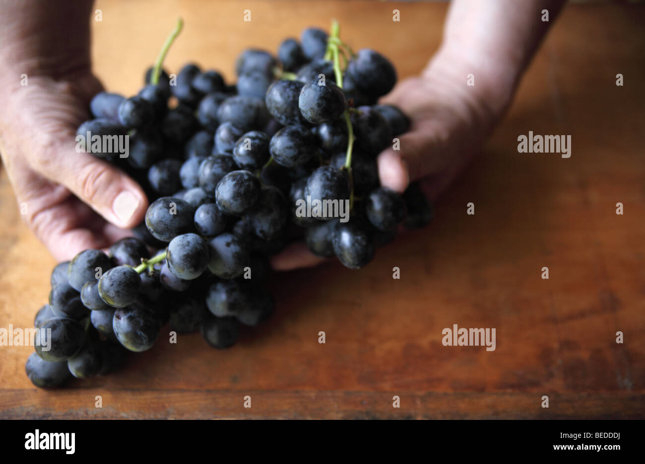 a man's hands holding a large bunch of table grapes Stock Photo - Alamy