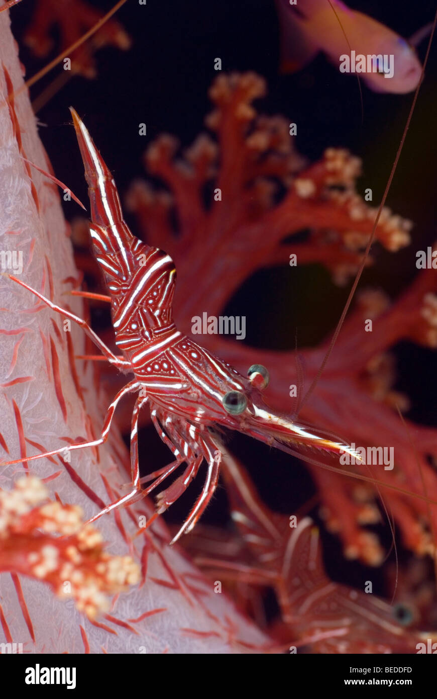 Hingebeak shrimp rhynchocinetes durbanensis hi-res stock photography ...