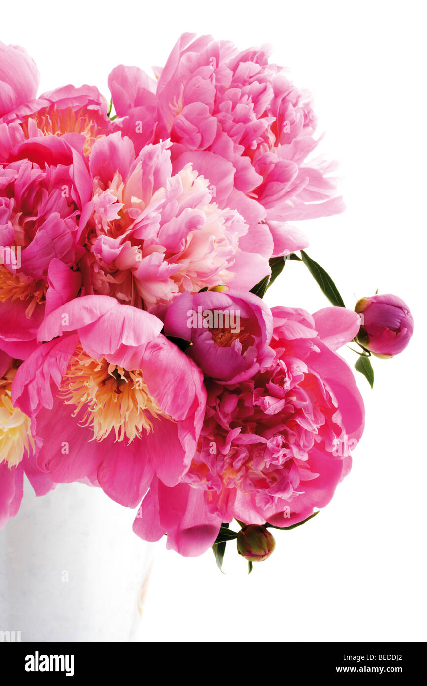 Peonies High Resolution Stock Photography and Images - Alamy