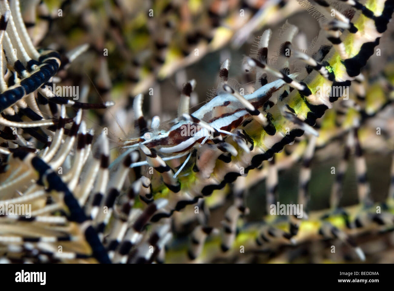Crinoid shrimp hi-res stock photography and images - Alamy