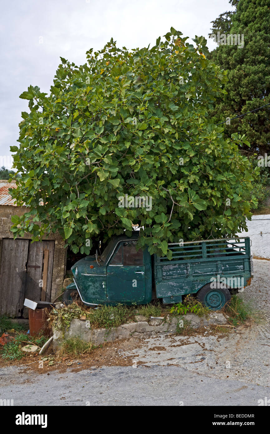 old mazda tricycle pickup van below fig tree at village of Chlomos ...