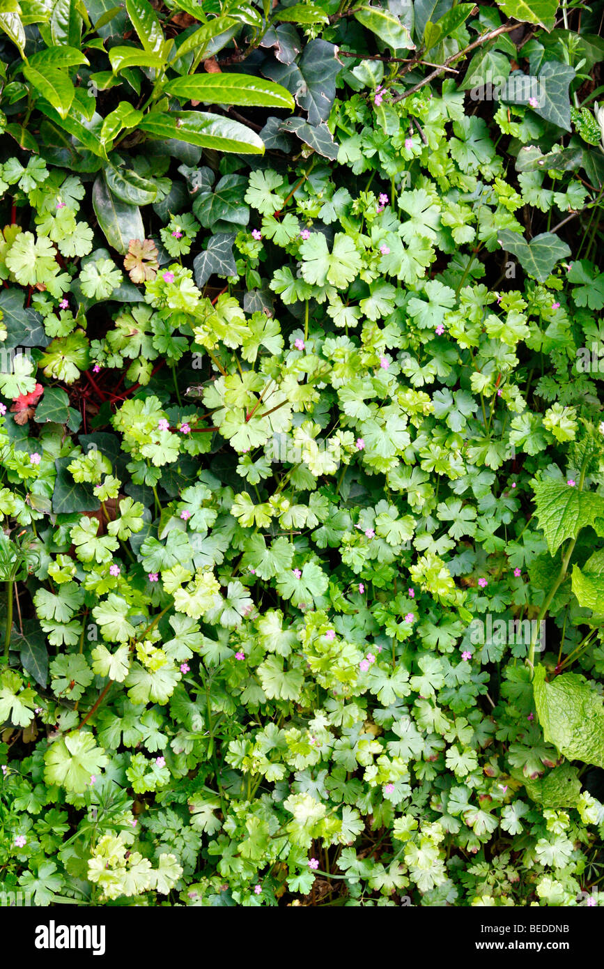 Devon Hedgebank High Resolution Stock Photography and Images - Alamy