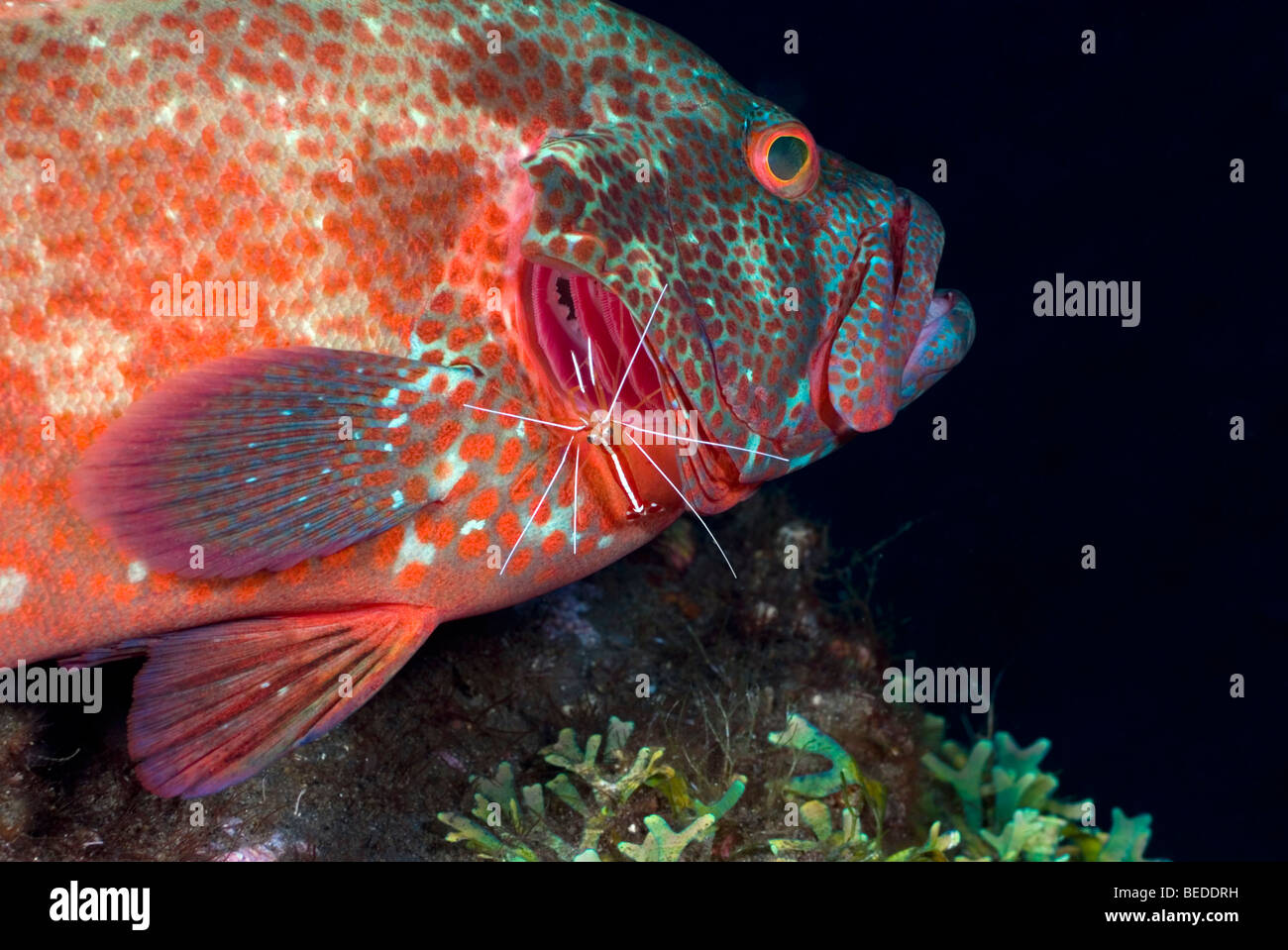 Cleaning shrimp lysmata amboinensis hi-res stock photography and images ...