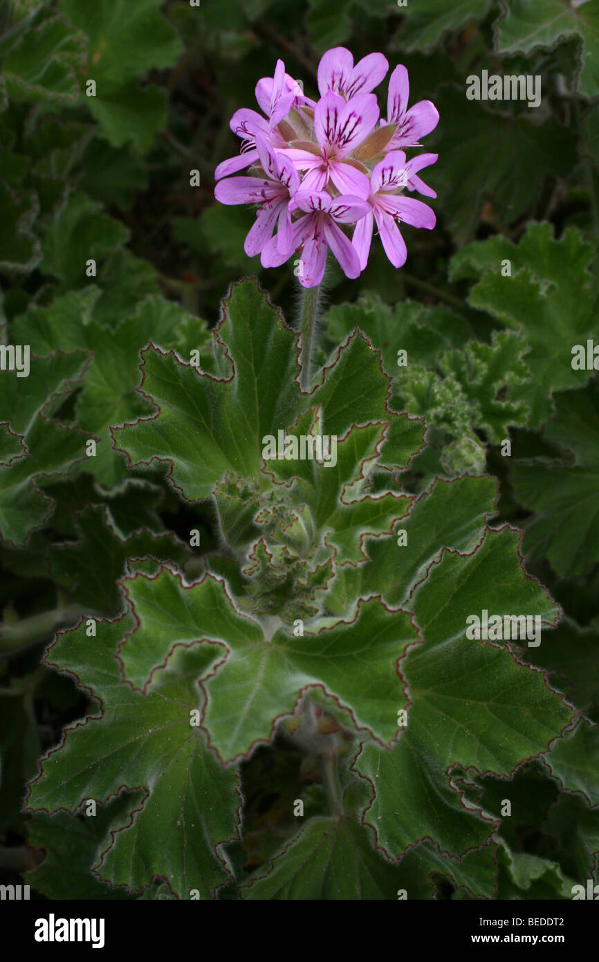 Pelargonium graveolens hi-res stock photography and images - Alamy
