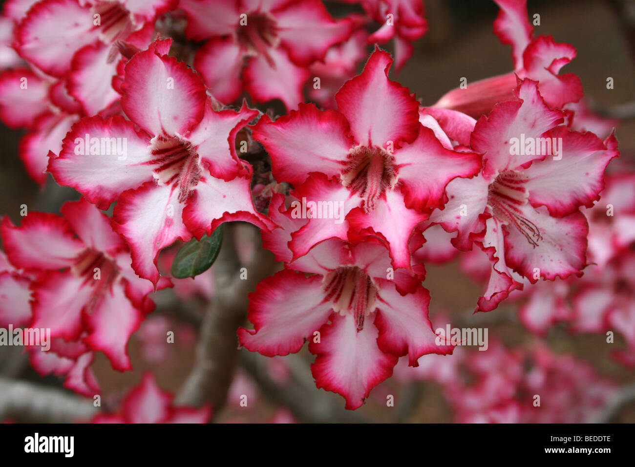 Flowers Of The Impala Lily Bush Adendum multiflora Taken In Mkuze Game ...
