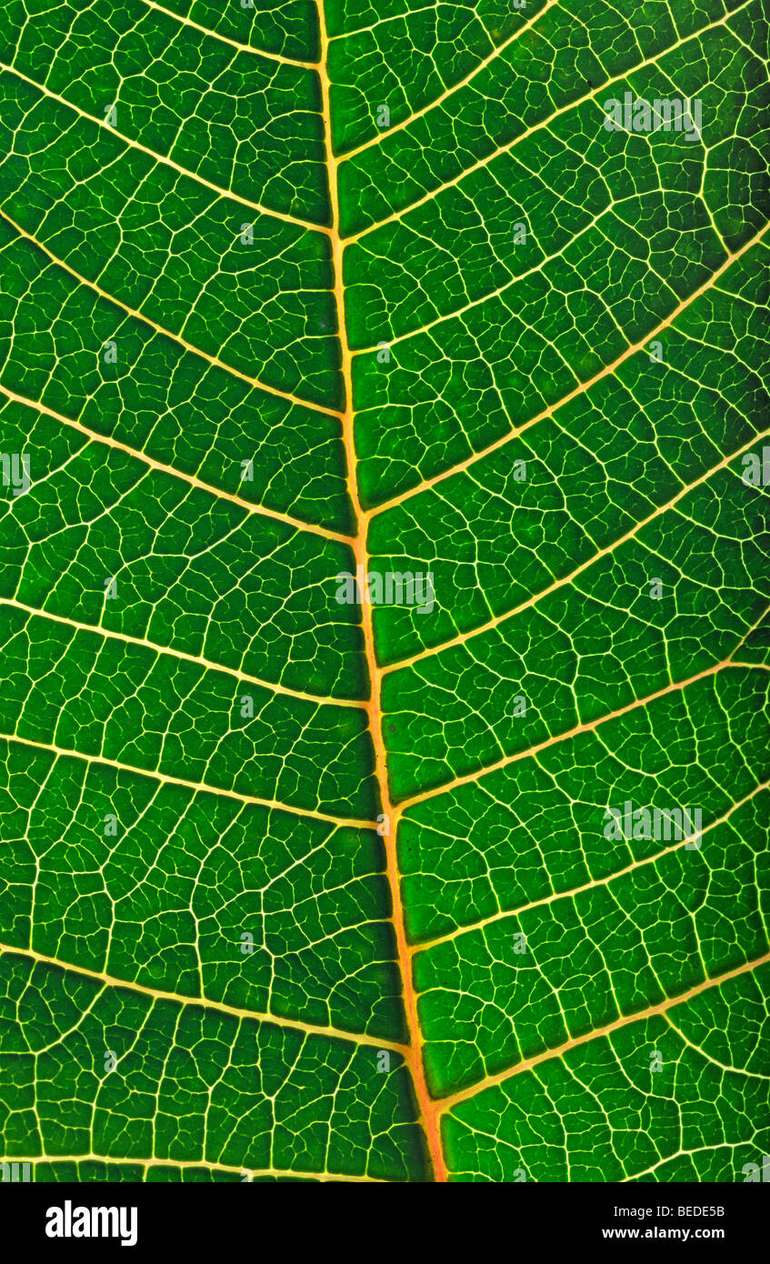 Structure of a leaf Stock Photo - Alamy