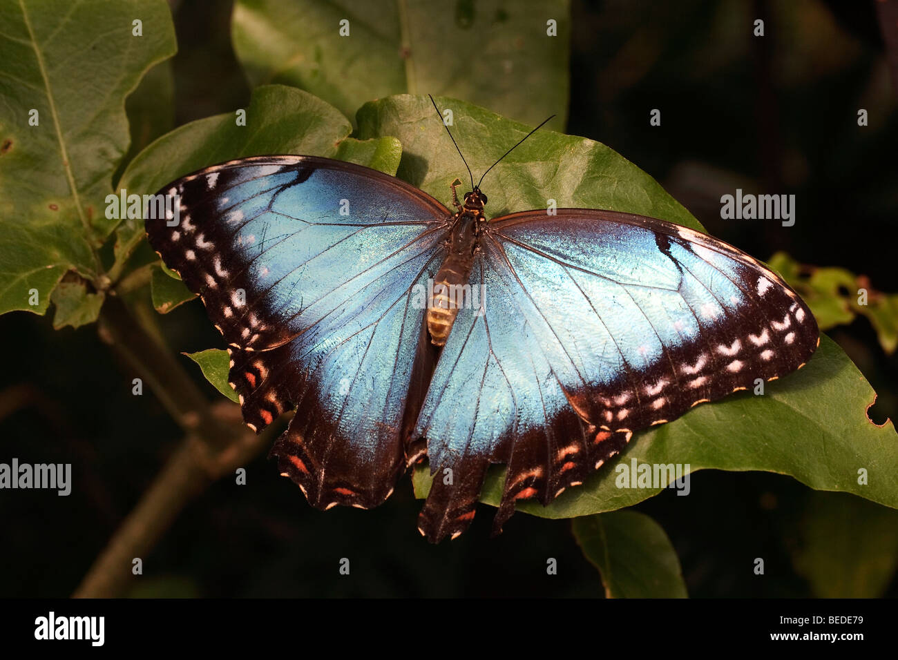 Peleides Blue Morpho (Morpho peleides) with opened wings Stock Photo ...