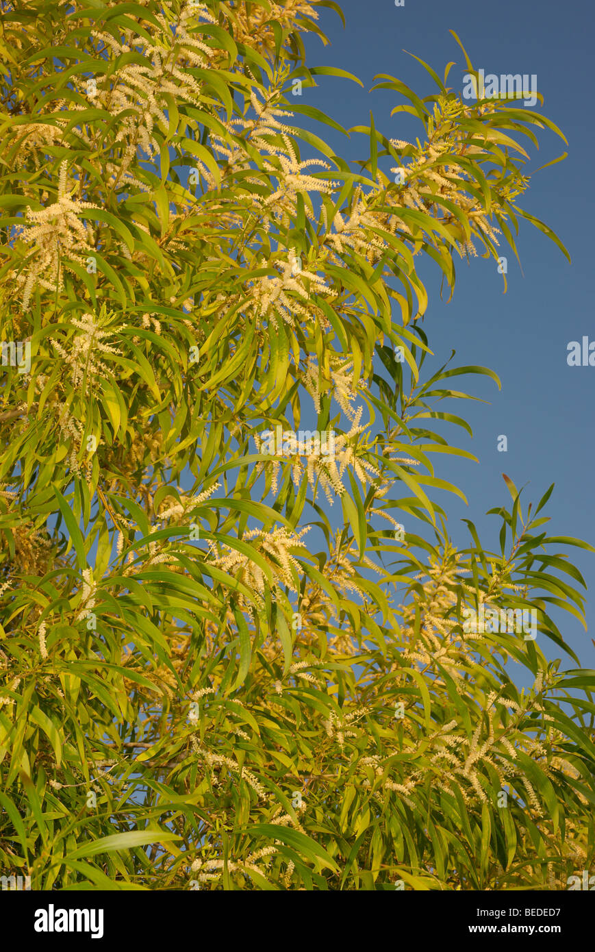 Wattle tree hi-res stock photography and images - Alamy