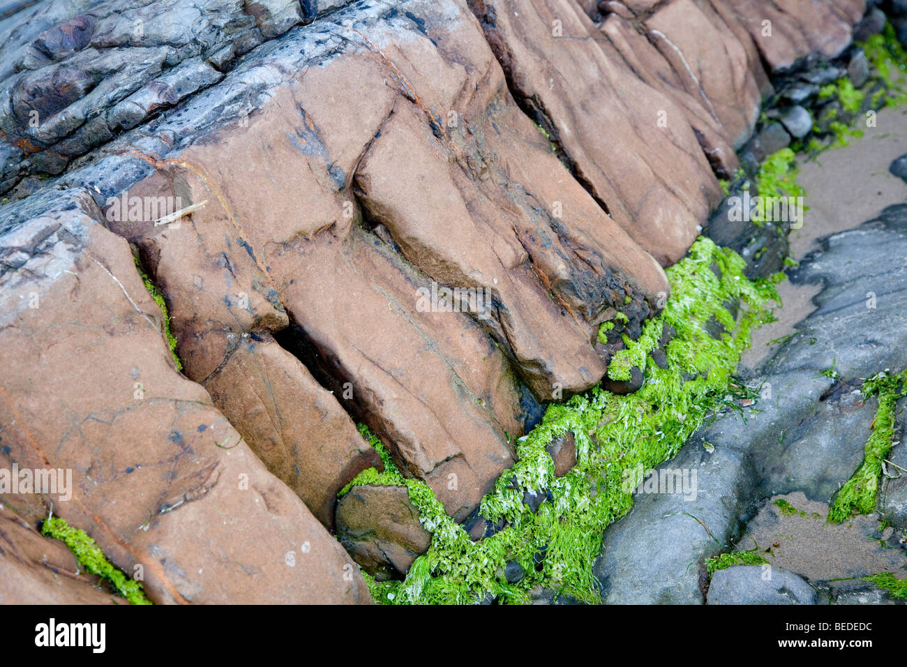 Beach Seaweed Growing On Rocks High Resolution Stock Photography and ...